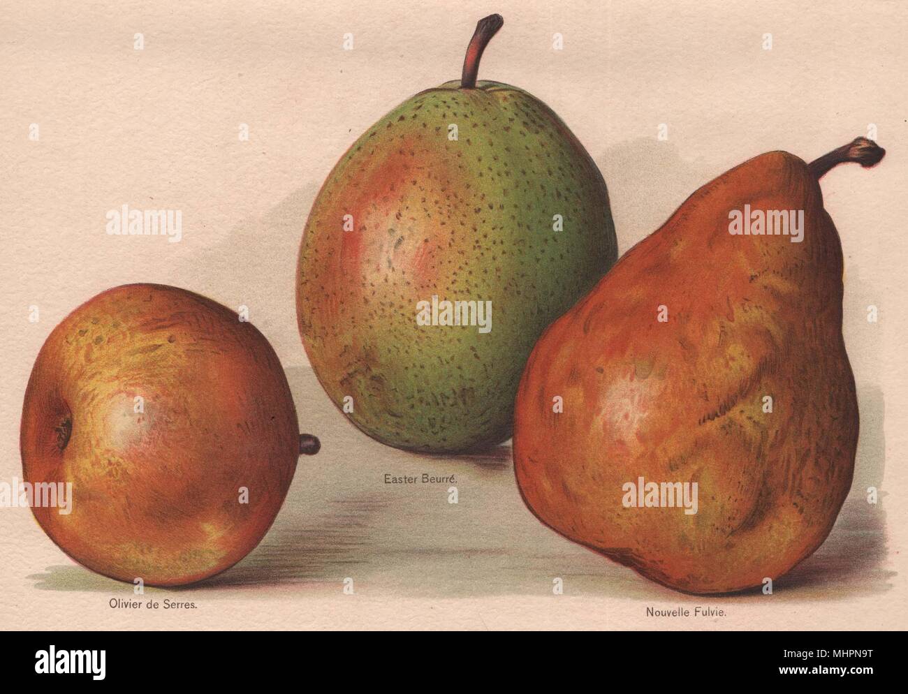 PEARS. Olivier de Serres; Easter Beurré; Nouvelle Fulvie. WRIGHT 1892 ...