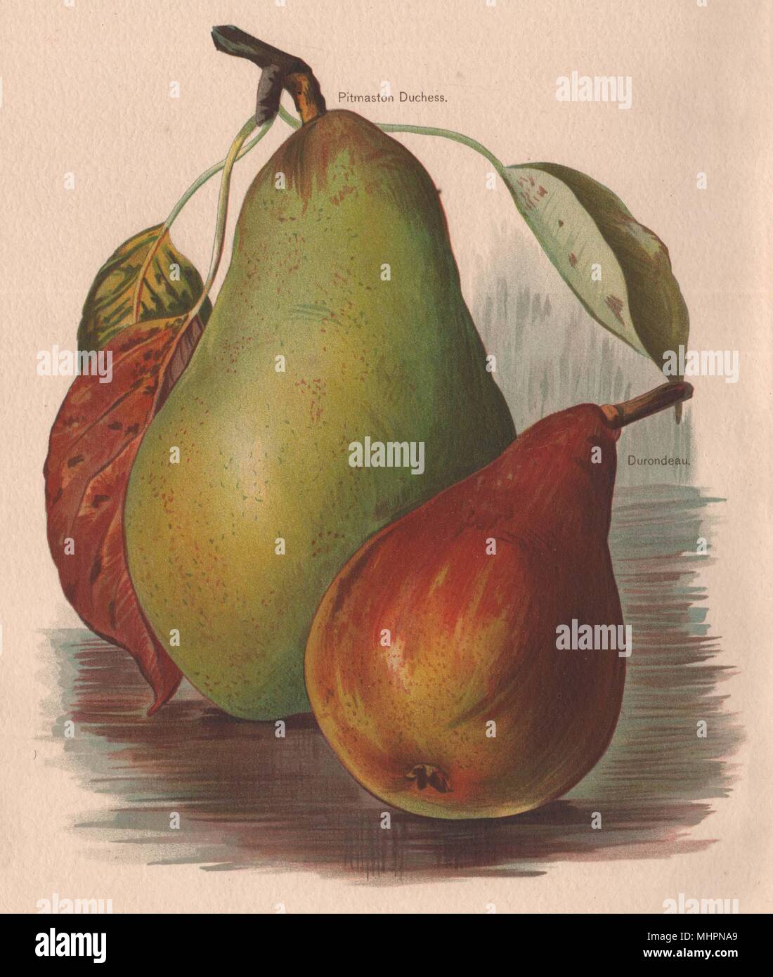 Pitmaston duchess hi-res stock photography and images - Alamy