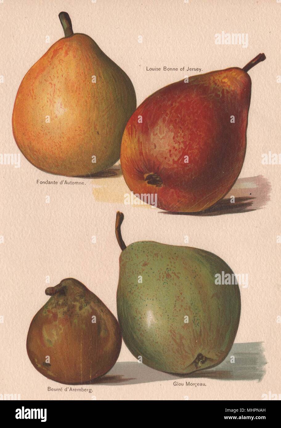 PEARS. Louise Bonne of Jersey; Fondante d' Automne; Beurré d' Aremberg ...