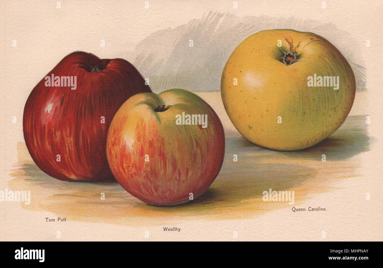APPLES. Tom Putt; Wealthy; Queen Caroline. WRIGHT Chromolithograph 1892 ...