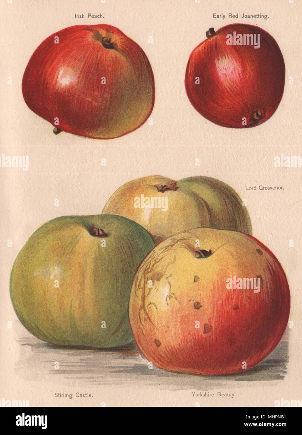 APPLES. Irish Peach; Lord Grosvenor; Stirling Castle, Yorkshire Beauty ...