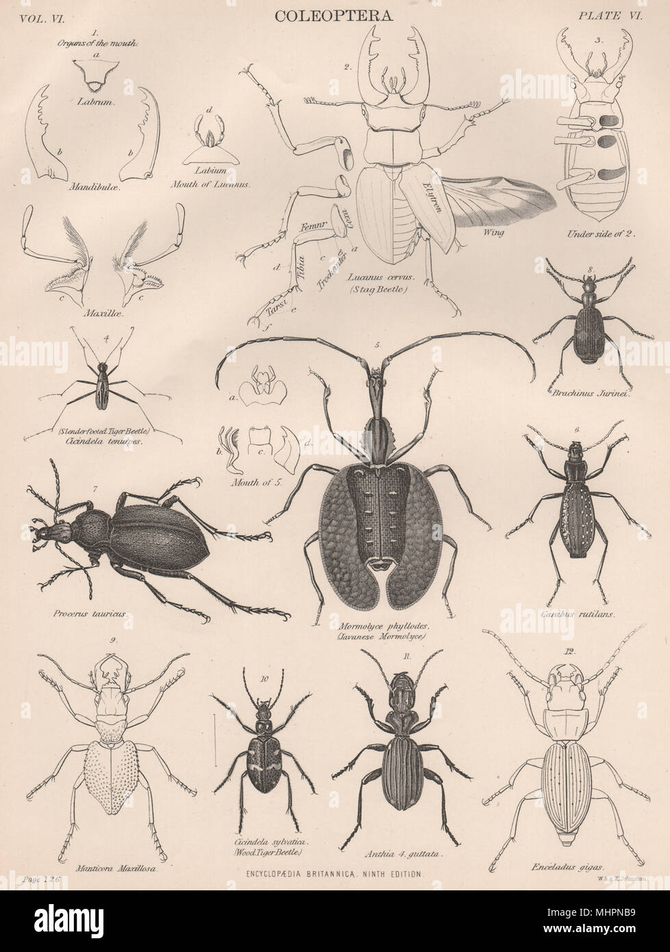 Anthia beetle hi-res stock photography and images - Alamy