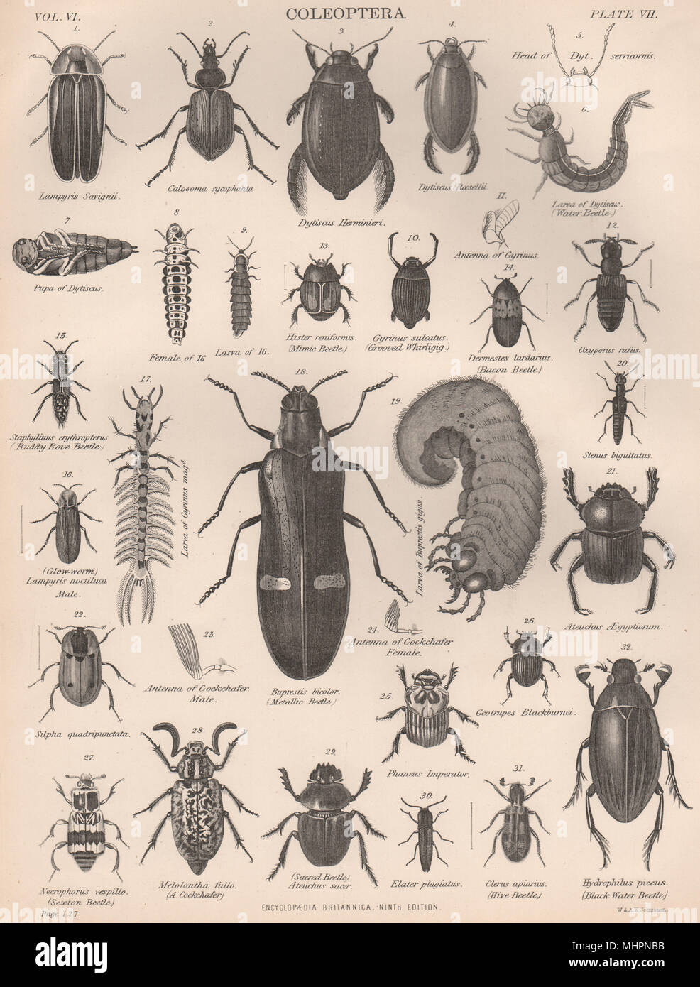 Stenus beetle hi-res stock photography and images - Alamy