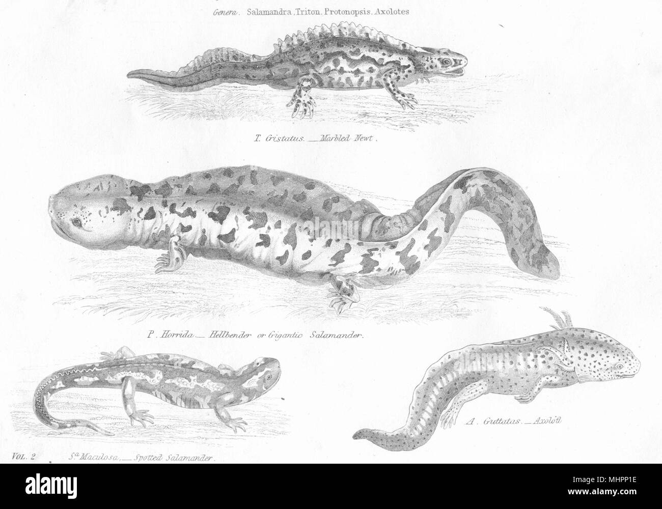 Hellbender Salamander Drawing