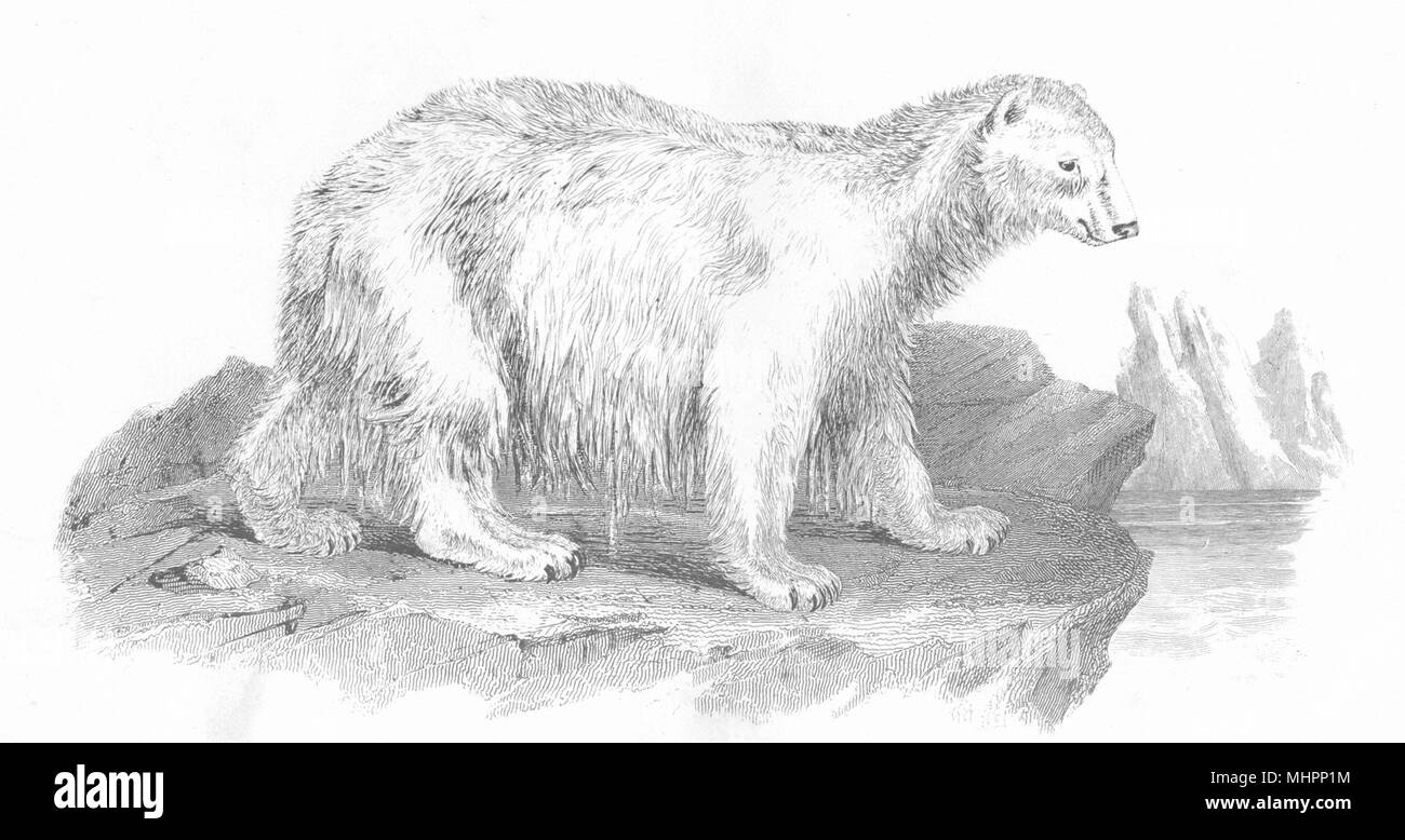 POLAR REGIONS. Bear; U- Maritimus, Polar Bear 1880 old antique print ...