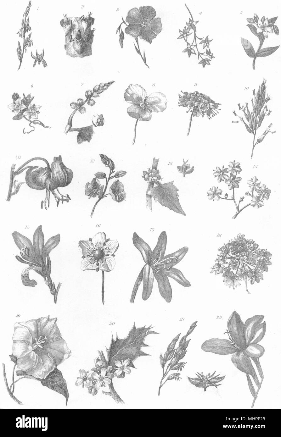 Plants botany hi-res stock photography and images - Alamy