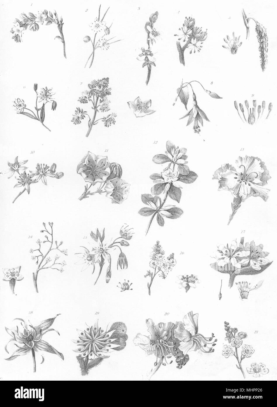 1880 botany Black and White Stock Photos & Images - Alamy