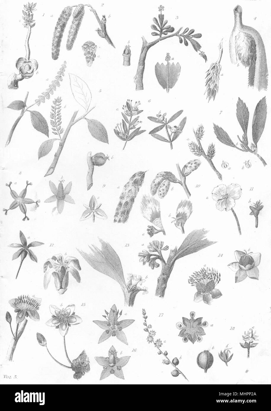 19th century botany hi-res stock photography and images - Alamy