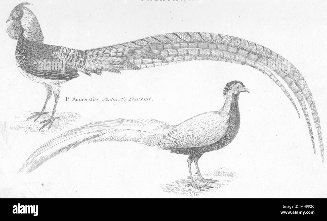 BURMA. Pheasant. Amherstiae. Amherst's. Nycthemerus. Silver 1880 old ...