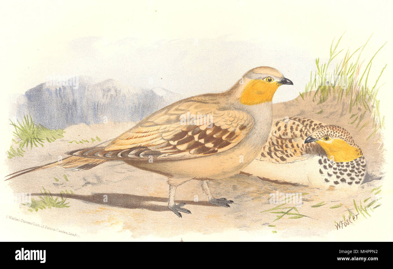 INDIAN GAME BIRDS. Spotted Sand-Grouse (Pterocles Senegalus). FINN 1915 ...