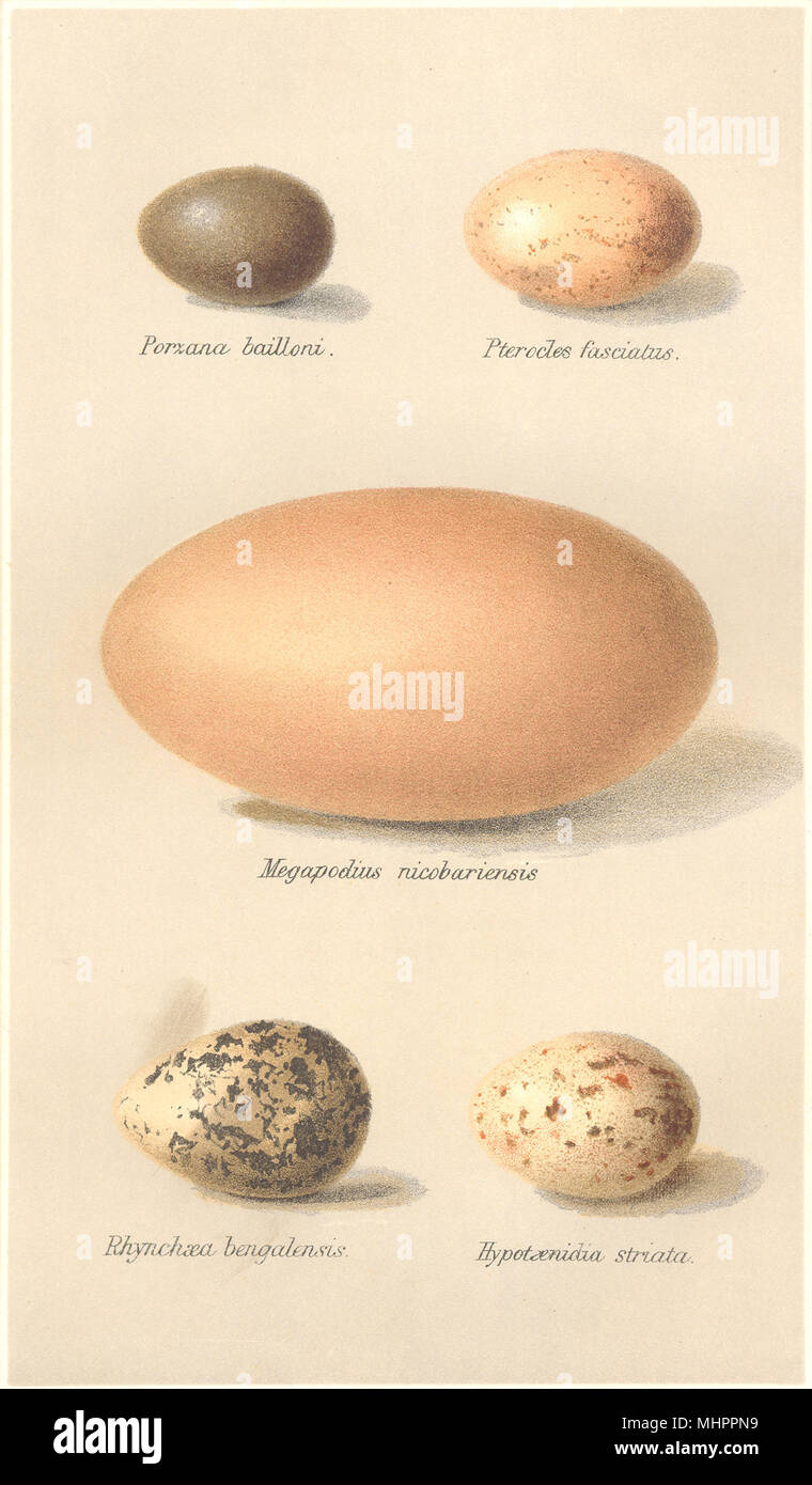 INDIAN BIRD EGGS. Baillon's Crake Sand-grouse Megapode Snipe Banded ...
