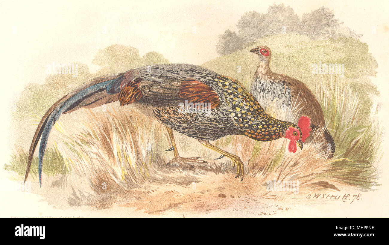 INDIAN GAME BIRDS. Grey Jungle-Fowl (Gallus Sonnerati). Chromolitho ...