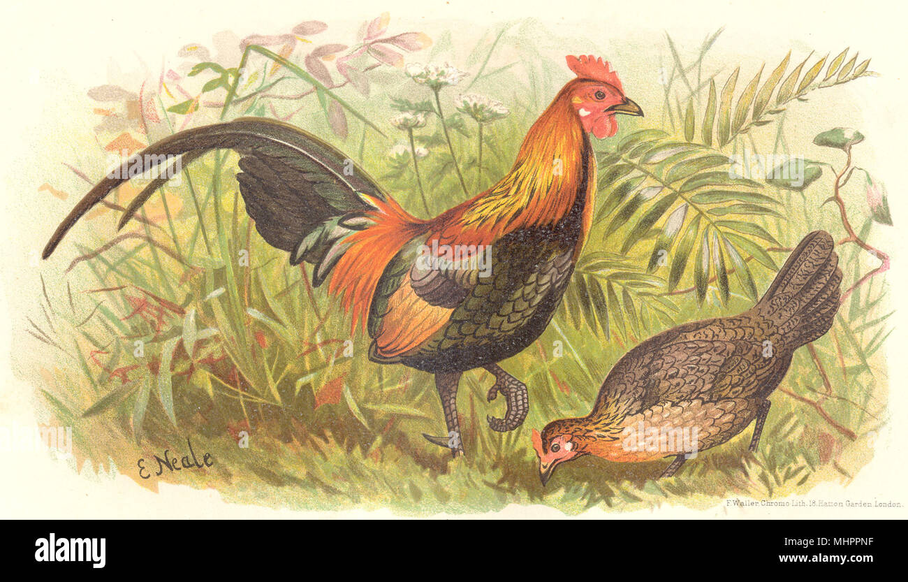 INDIAN GAME BIRDS. Red Jungle-Fowl (Gallus Ferngineus). Chromolitho ...