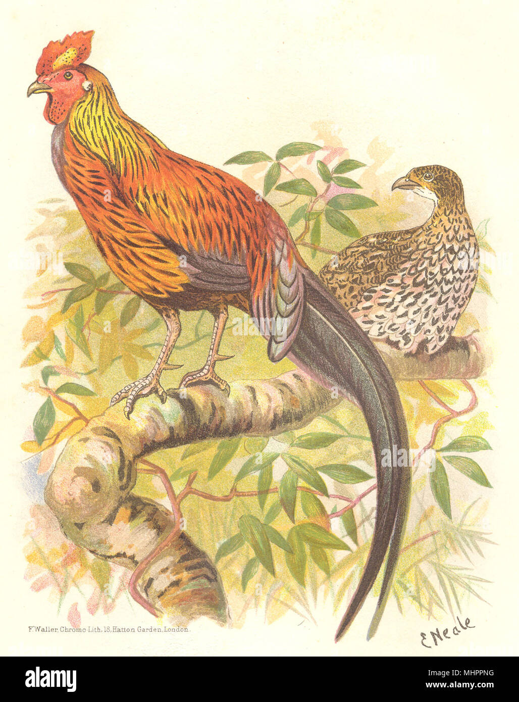 INDIAN GAME BIRDS. Ceylon (Sri Lanka) Jungle-Fowl (Gallus Stanleyi ...