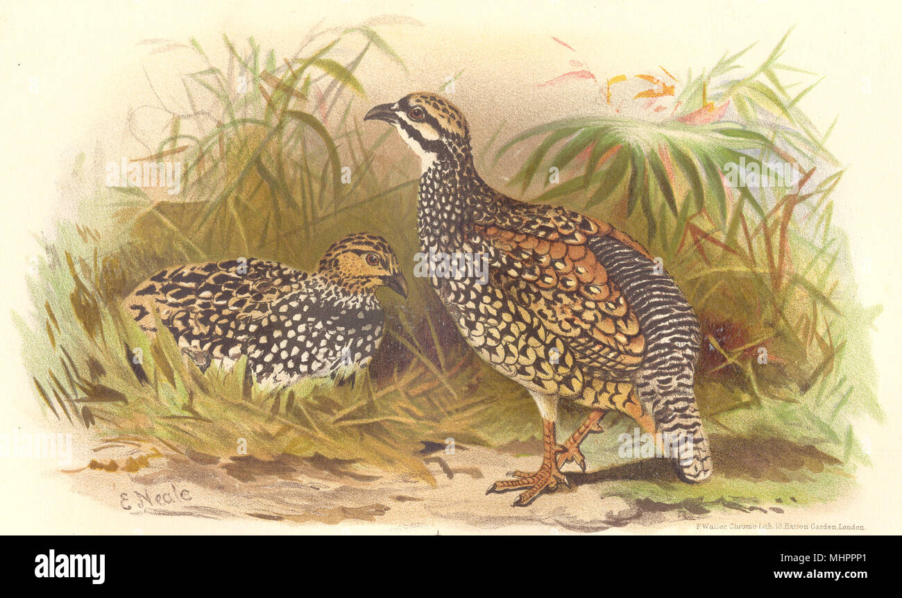 INDIAN GAME BIRDS. Burmese Francolin. Black/Painted Partridge hybrid ...