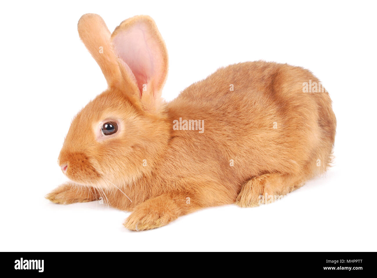 Little orange rabbit isolated on white background Stock Photo - Alamy