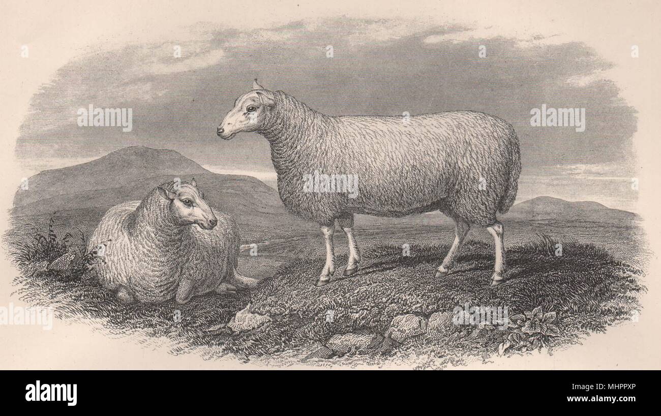 SHEEP. Cheviot Ewe 1898 old antique vintage print picture Stock Photo ...