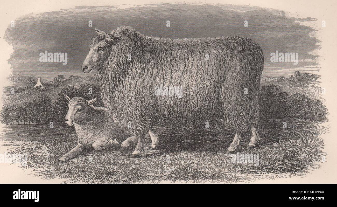 SHEEP. The Romney Marsh Breed 1898 old antique vintage print picture ...