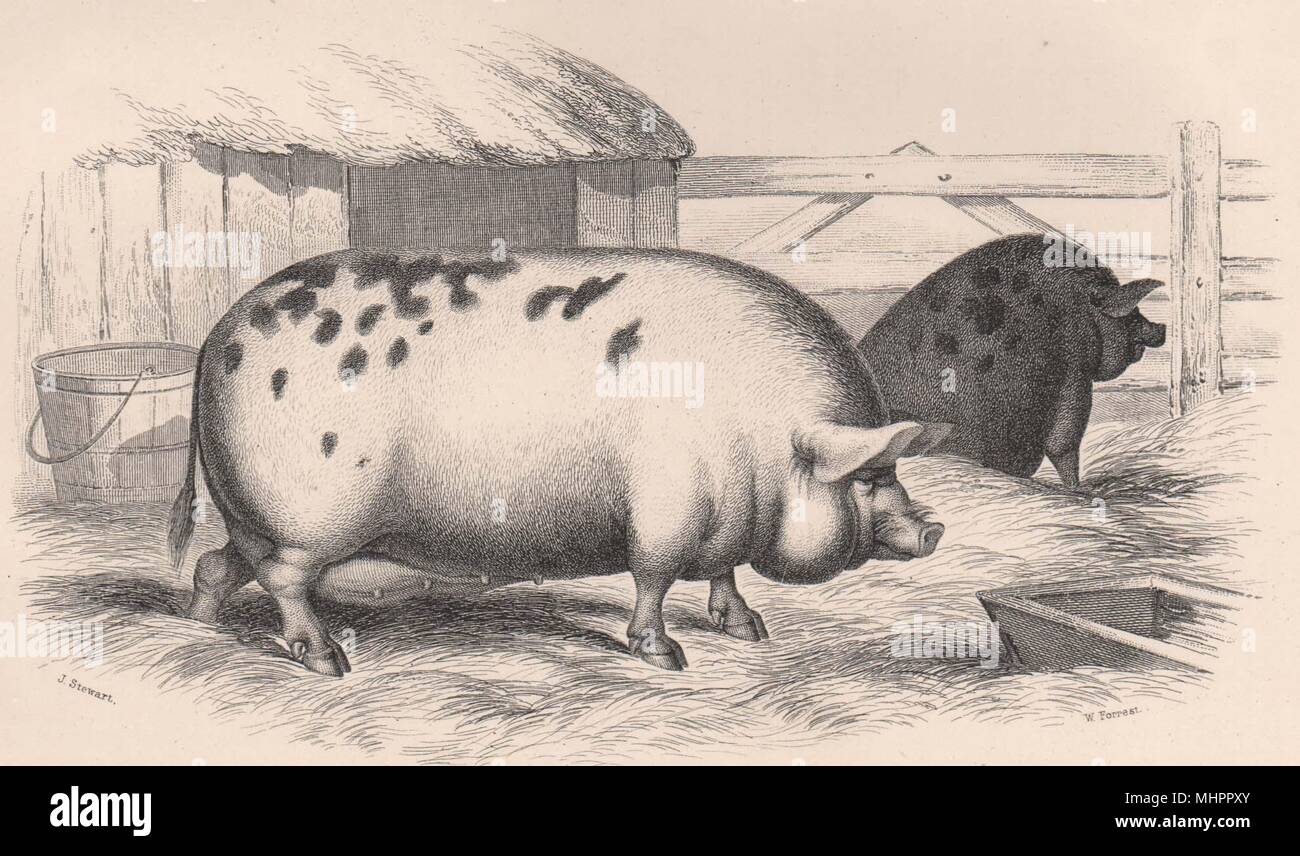 PIGS. Sow of the large English Breed 1898 old antique vintage print ...