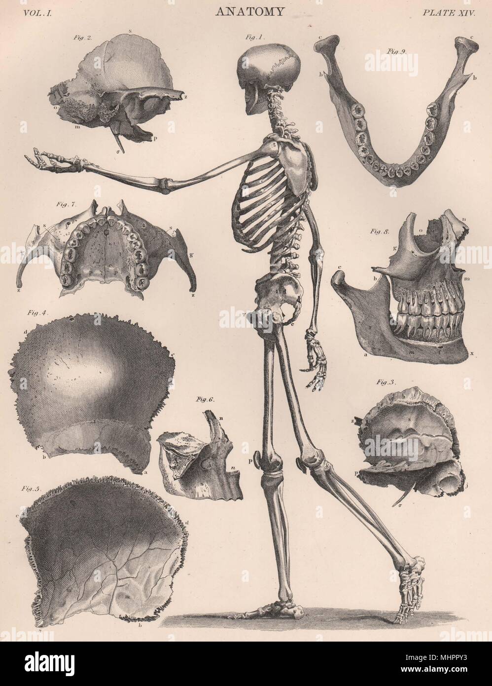 Human Skeleton from side. Anatomy. Skull. BRITANNICA 1898 old antique ...