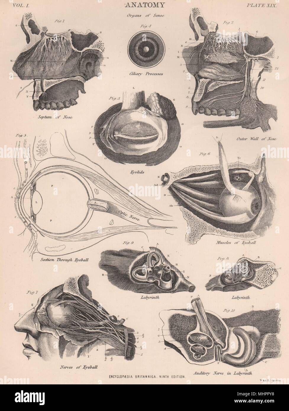 Septum anatomy hi-res stock photography and images - Alamy