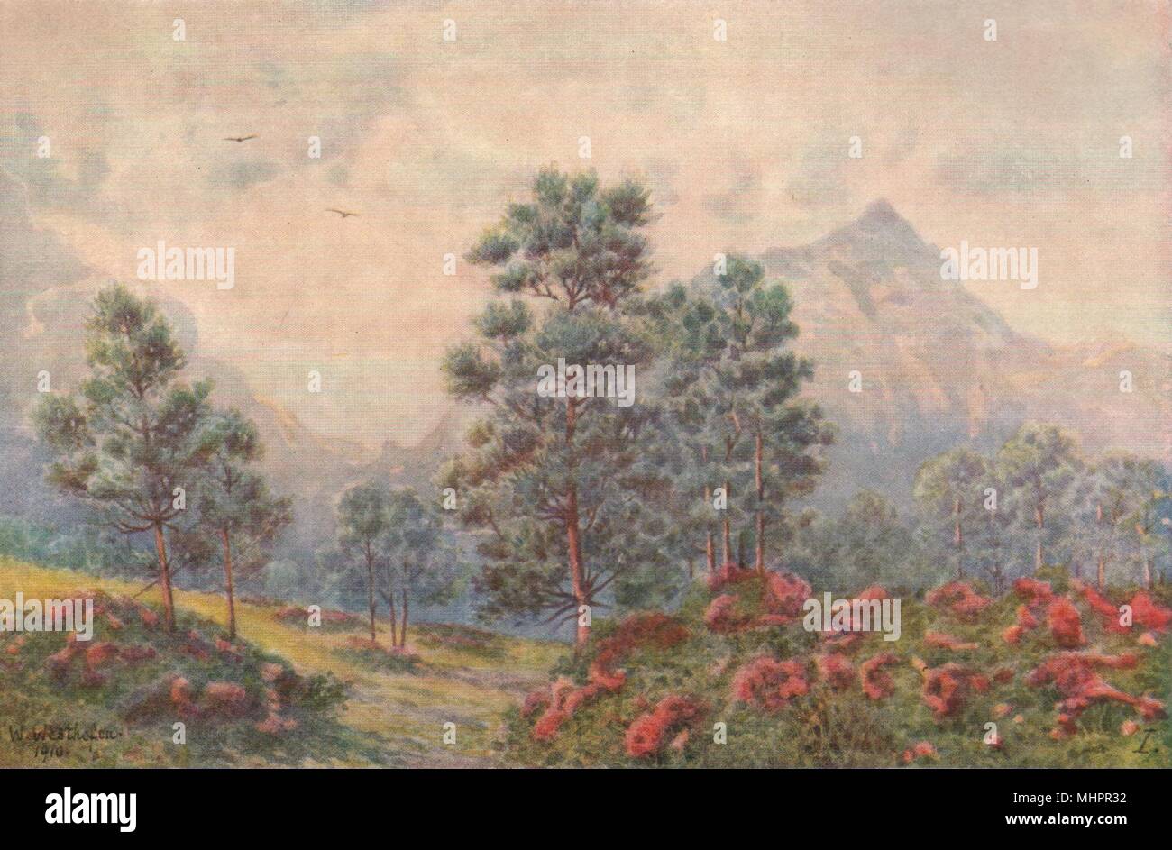 Silver Trees & Wild Geraniums, Cape Town, by William Westhofen 1910 old ...