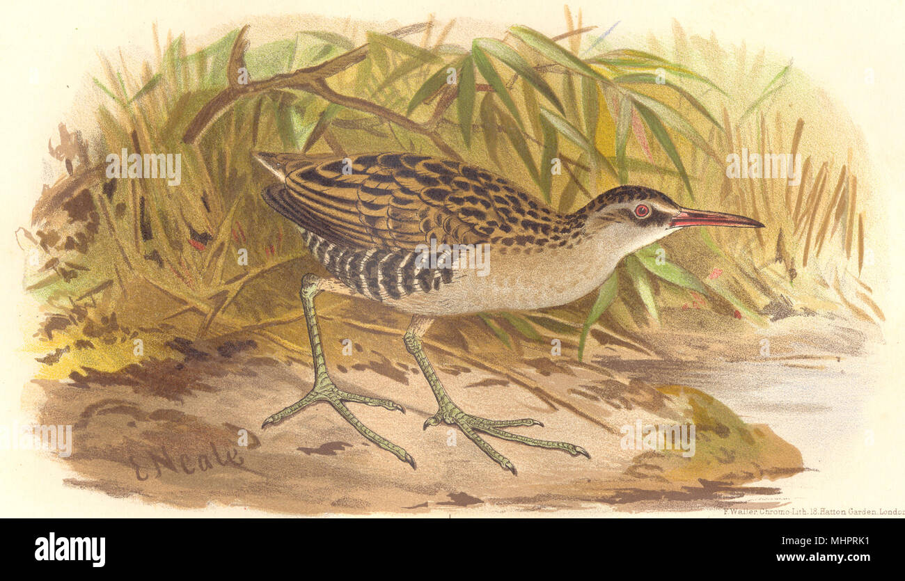 INDIAN GAME BIRDS. Indian Water-Rail (Rallus Indicus). Chromolitho ...