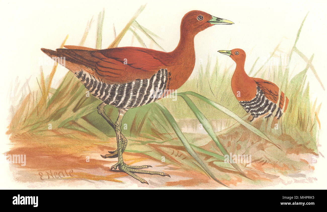 INDIAN GAME BIRDS. Andamanese Banded Crake (Euryzona Canningi). FINN ...