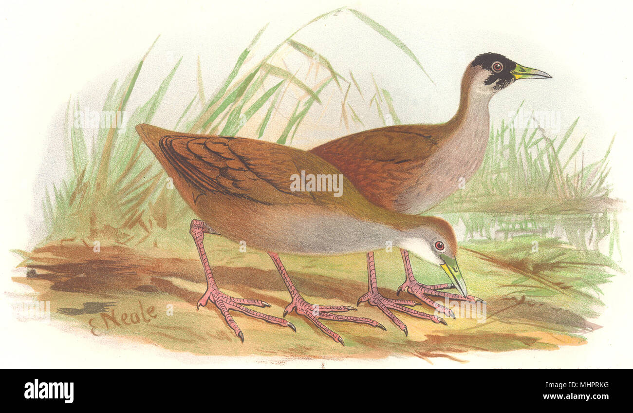 INDIAN GAME BIRDS. Brown Crake (Porzana Akool). Chromolithograph. FINN ...