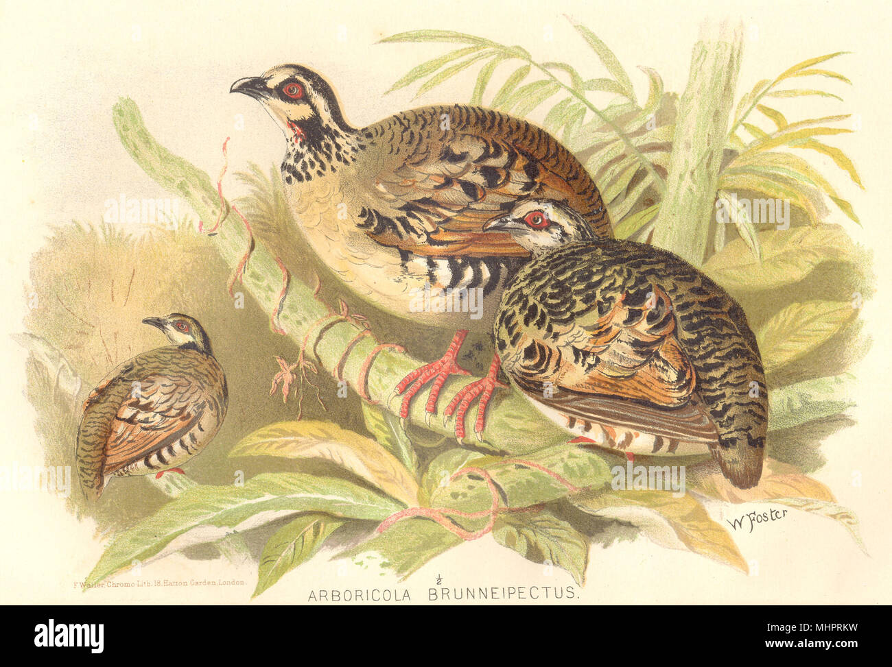 Indian hill partridge hi-res stock photography and images - Alamy