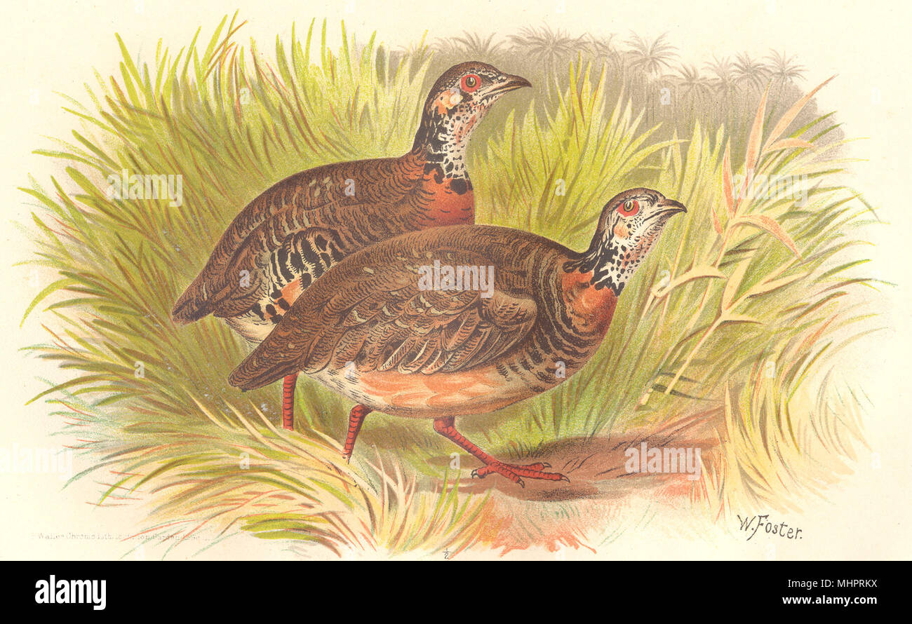 Indian hill partridge hi-res stock photography and images - Alamy