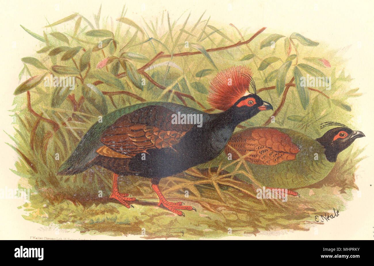 INDIAN GAME BIRDS. Red Crested Partridge (Rollulus Roulroul). FINN 1915 ...