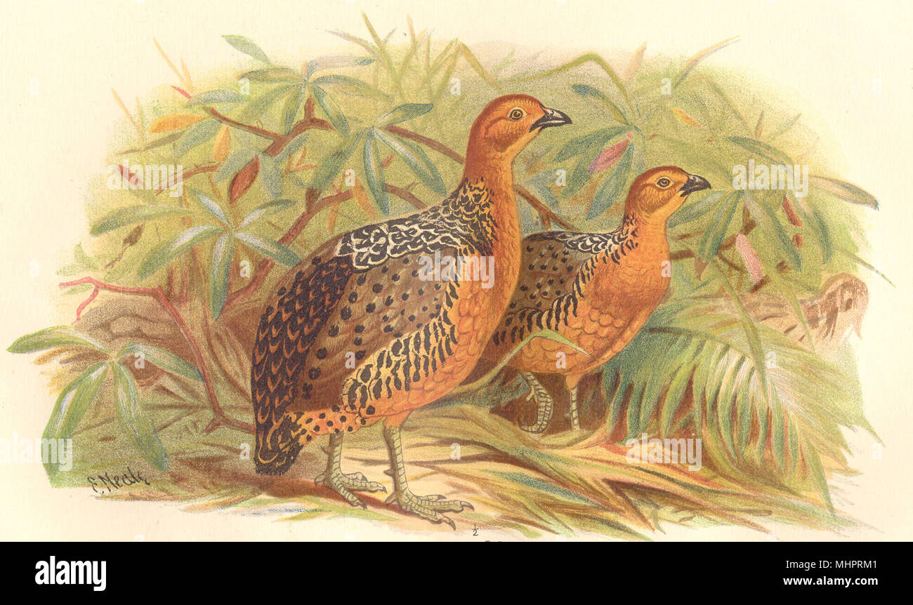 Frank partridge hi-res stock photography and images - Alamy