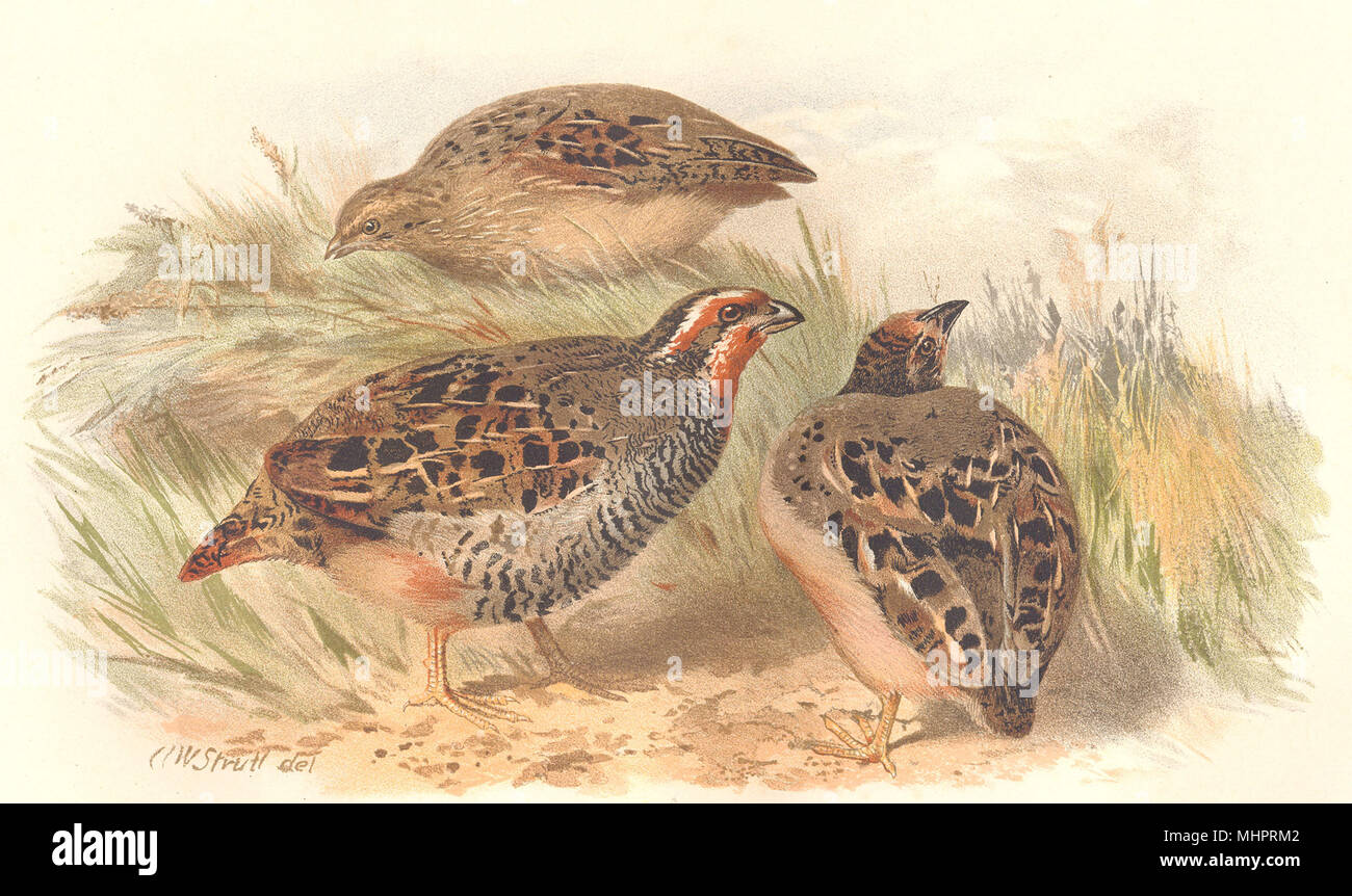 Indian Quail Art