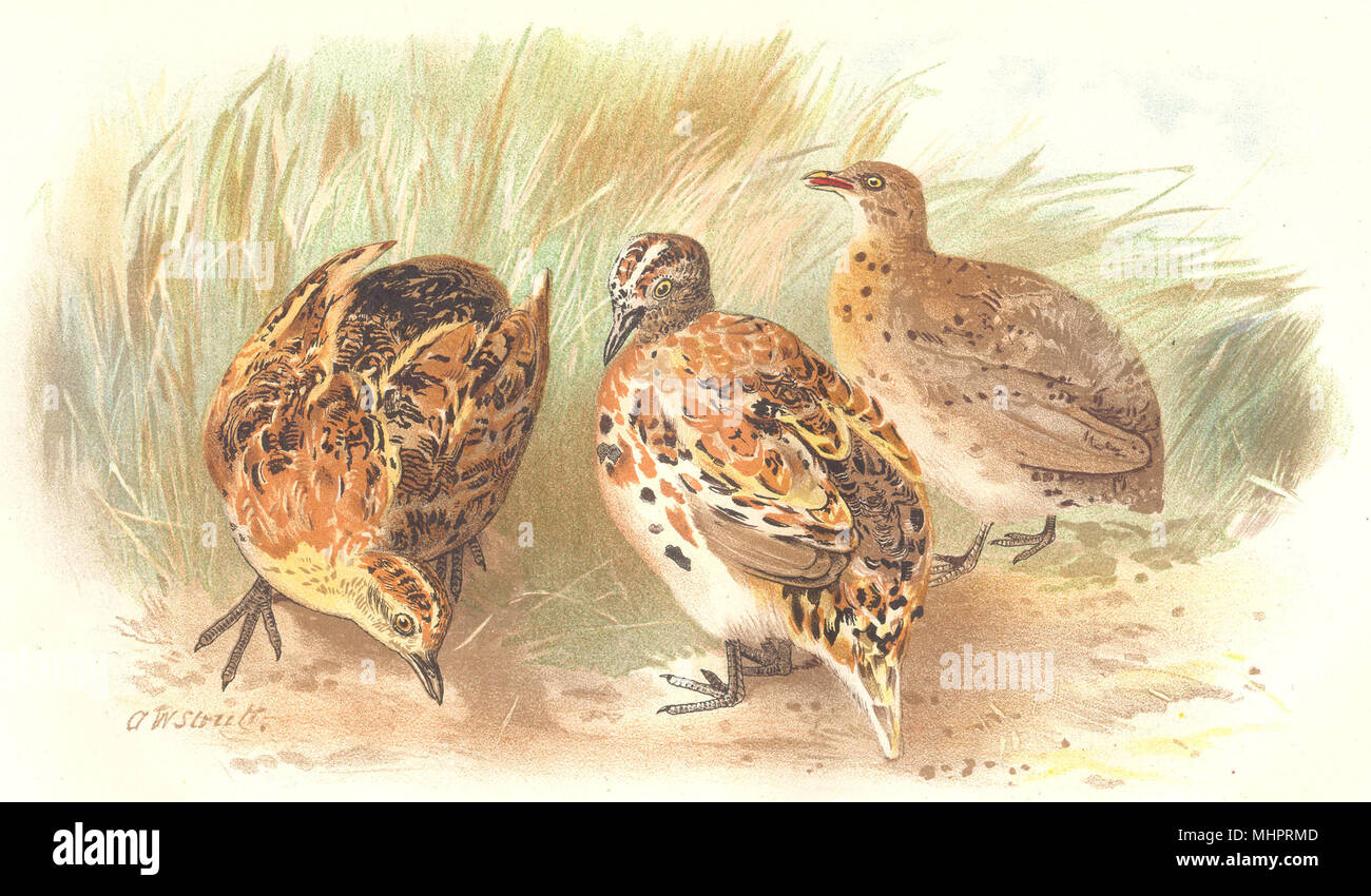 INDIAN GAME BIRDS. Little Button Quail (Turnix Dussumieri). FINN 1915 ...