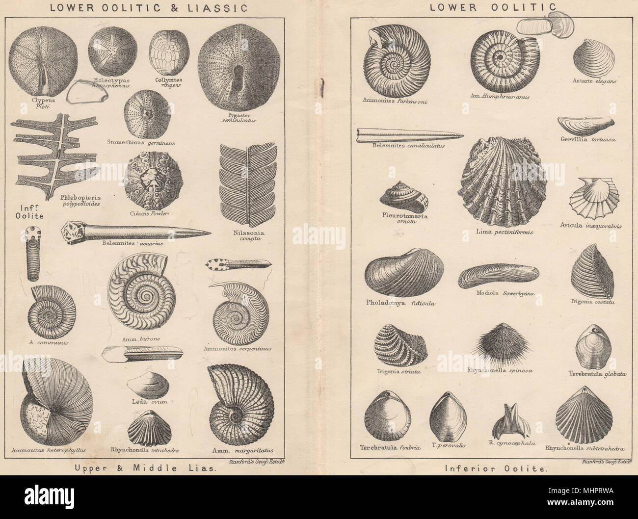 BRITISH FOSSILS. Lower Oolitic & Liassic. Lower Oolitic. STANFORD 1913 ...