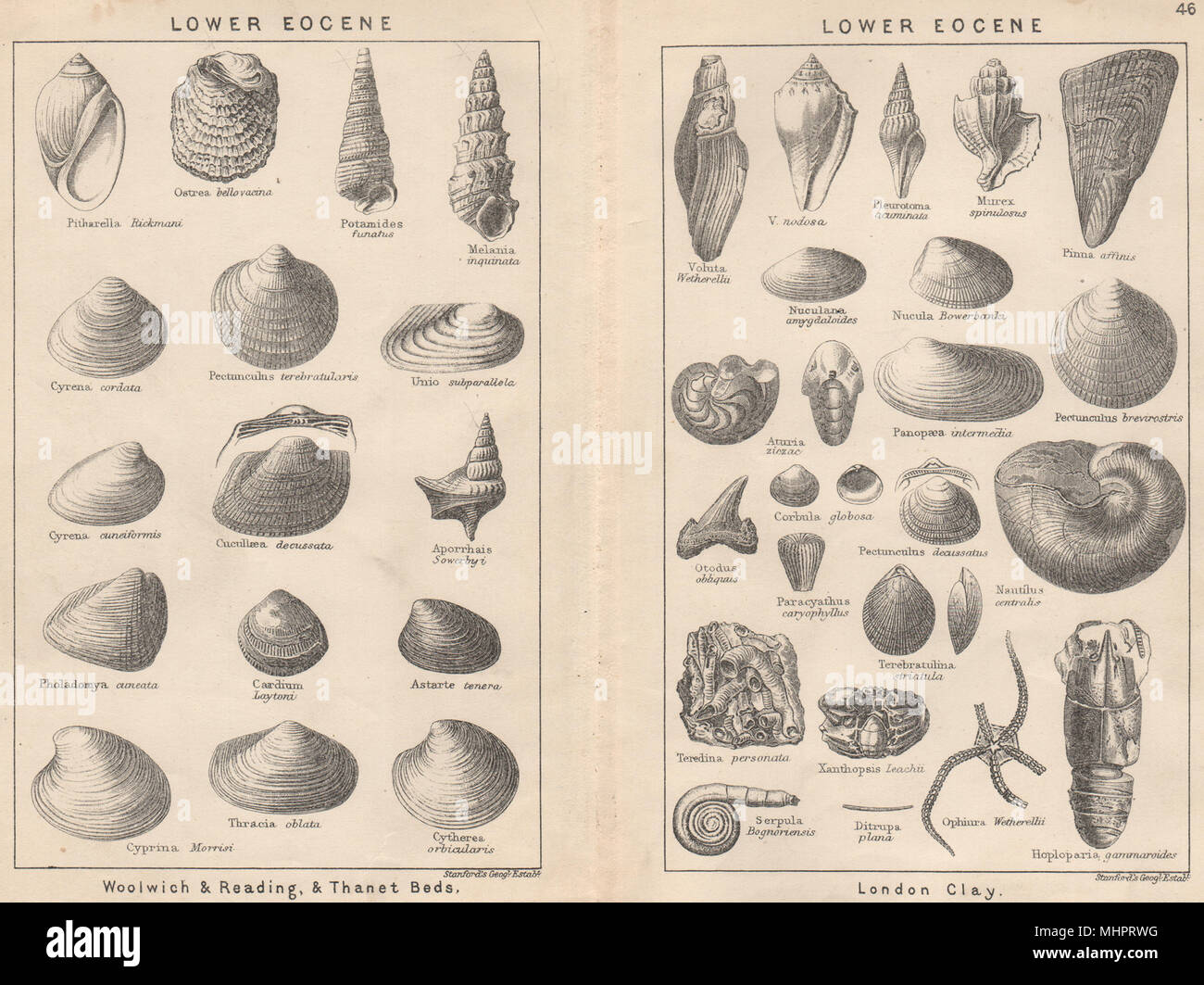 BRITISH FOSSILS. Lower Eocene. STANFORD 1913 old antique vintage print ...