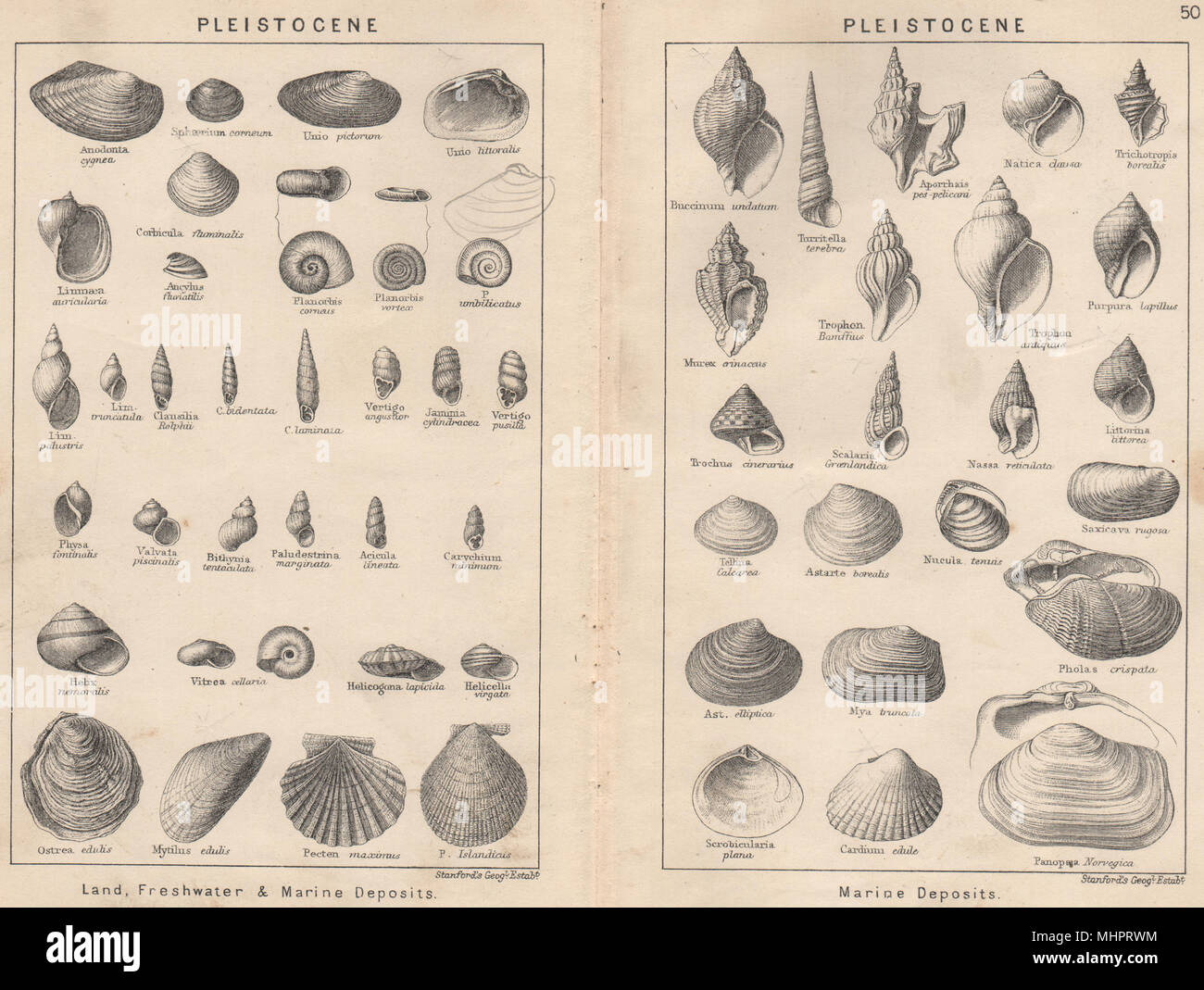 BRITISH FOSSILS. Pleistocene. STANFORD 1913 old antique vintage print ...