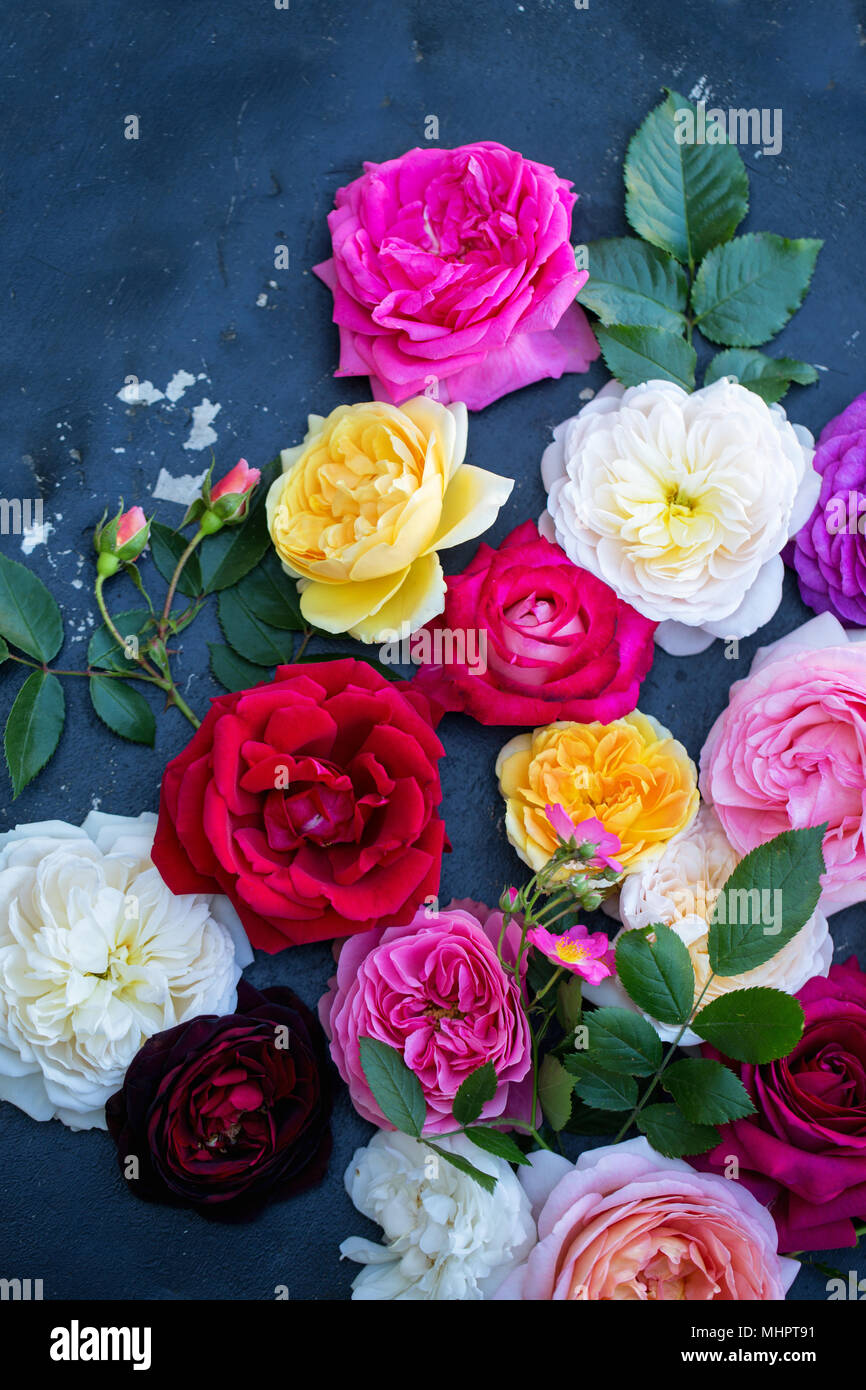 Collection of beautiful roses Stock Photo - Alamy
