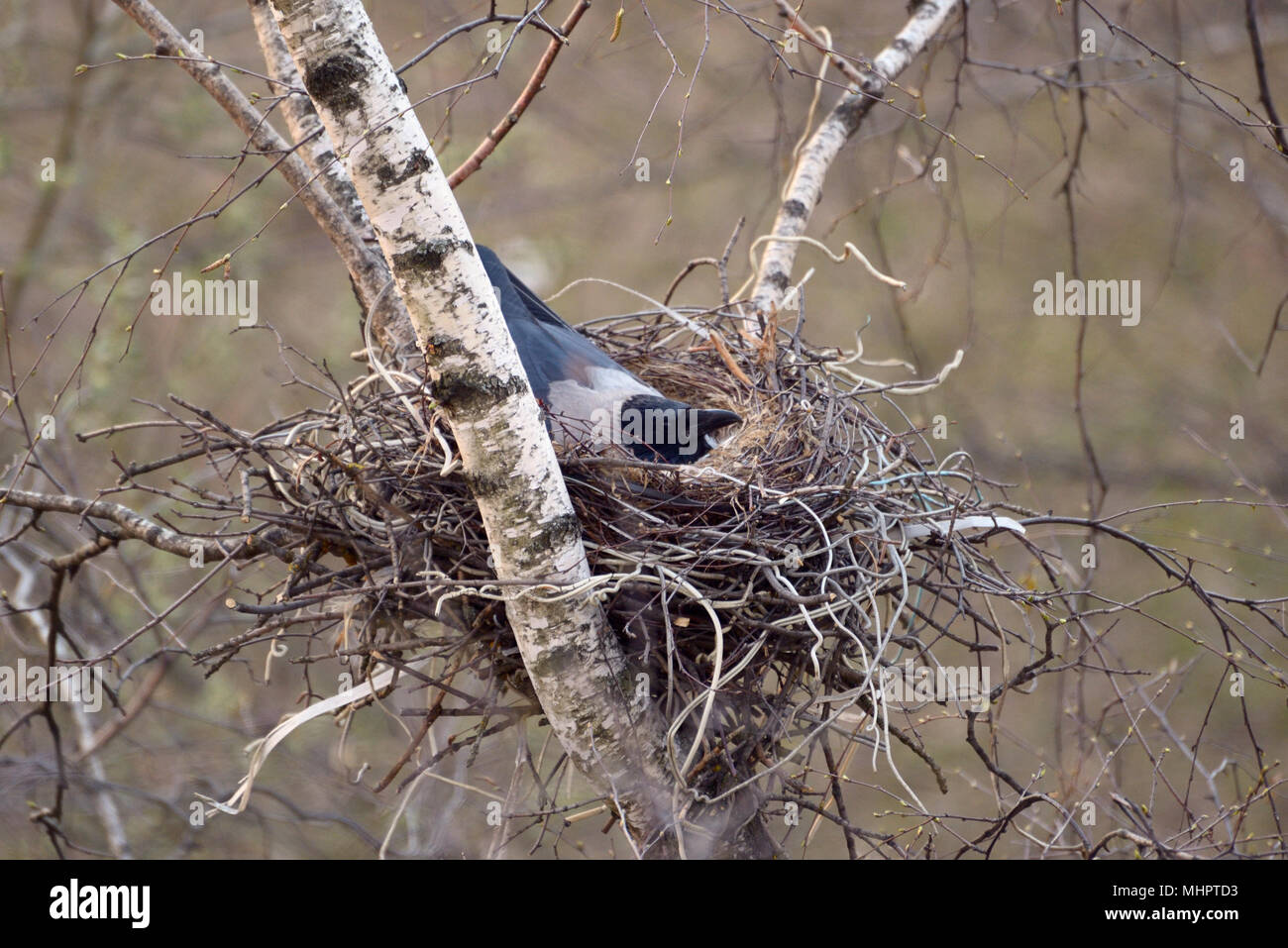 Crows eggs hi-res stock photography and images - Alamy