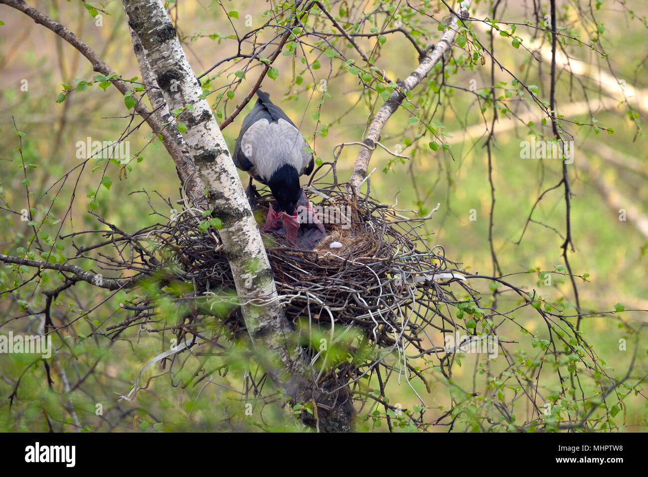 The crow feeds the newborn chicks in the nest Stock Photo - Alamy
