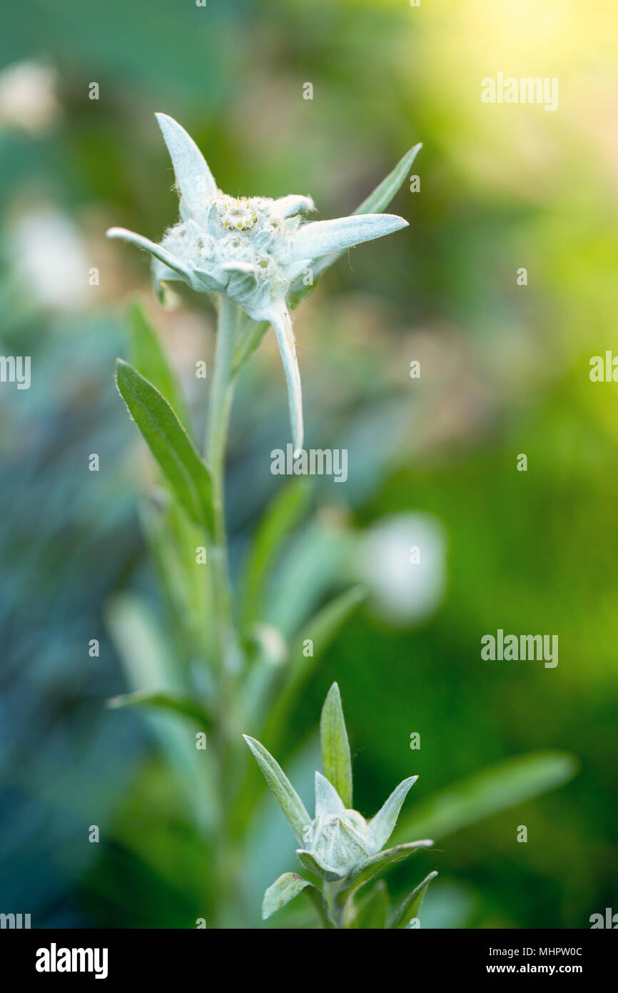 flowering edelweiss flower Stock Photo - Alamy