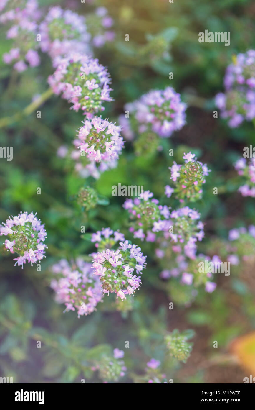 Spring flowering thyme close hi-res stock photography and images - Alamy