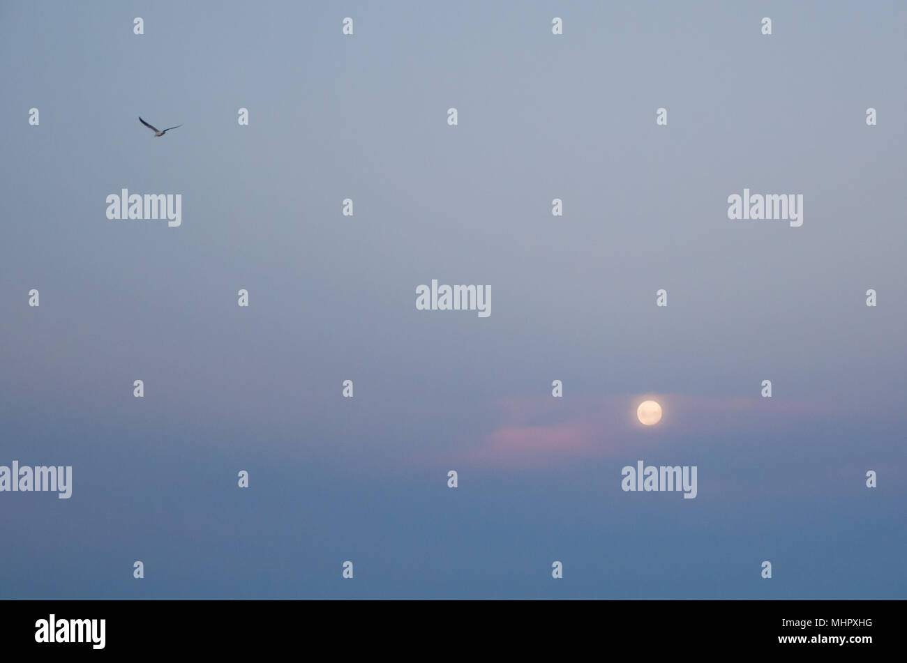Bird flying in blue sky with moon Stock Photo - Alamy