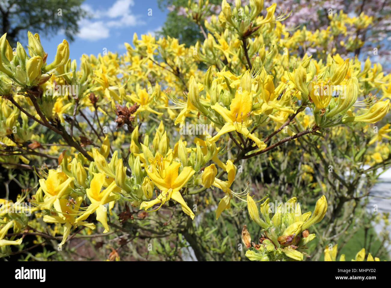 Blue azalea bush hi-res stock photography and images - Alamy