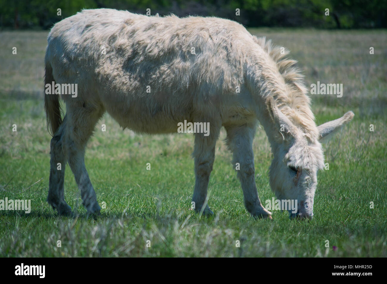 Texas donkey hi-res stock photography and images - Alamy