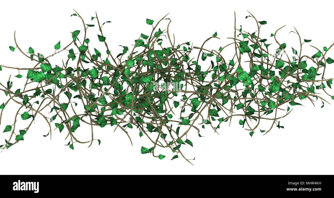 Thin plant vines with green leaves, over white, isolated Stock Photo ...