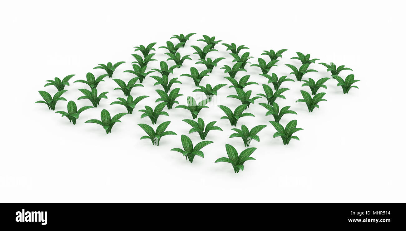 Patch of small 3d plants, over white, isolated Stock Photo - Alamy