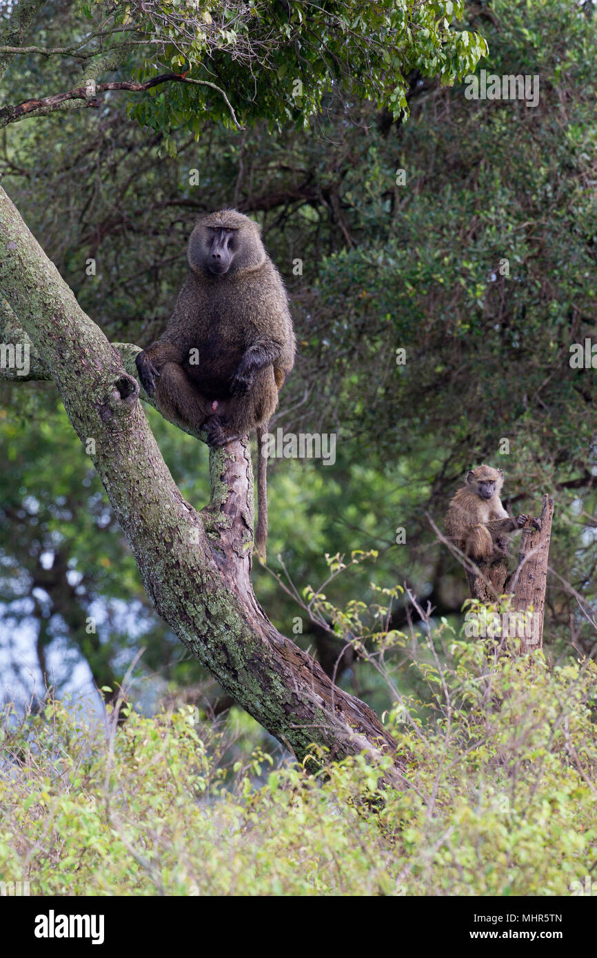 Olive Baboons sitting up a tree Stock Photo - Alamy