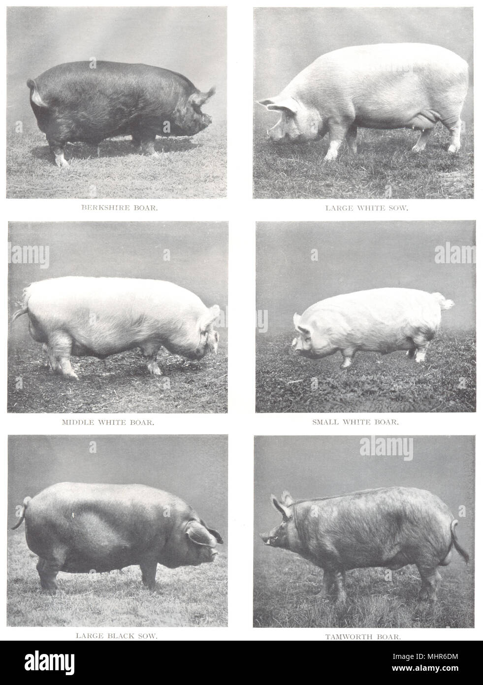 Prize Pigs Breeds
